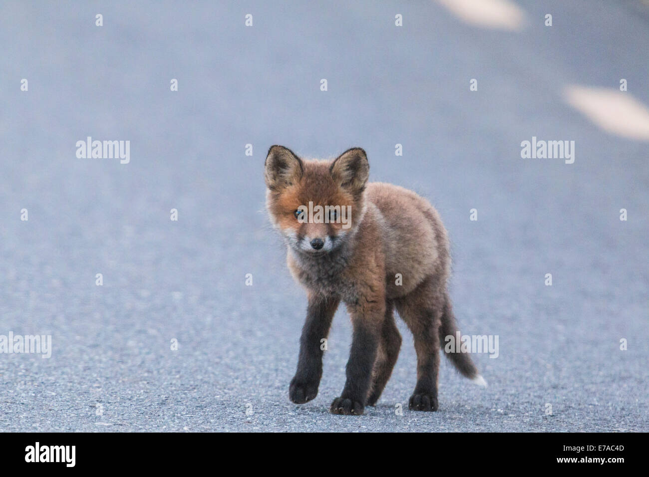 Fox puppies hi-res stock photography and images - Alamy