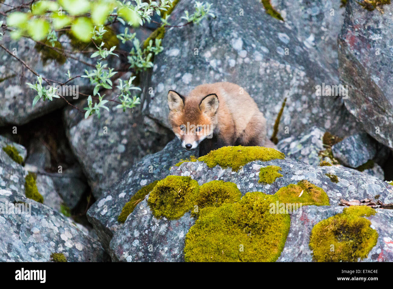 Fox Nest High Resolution Stock Photography and Images - Alamy