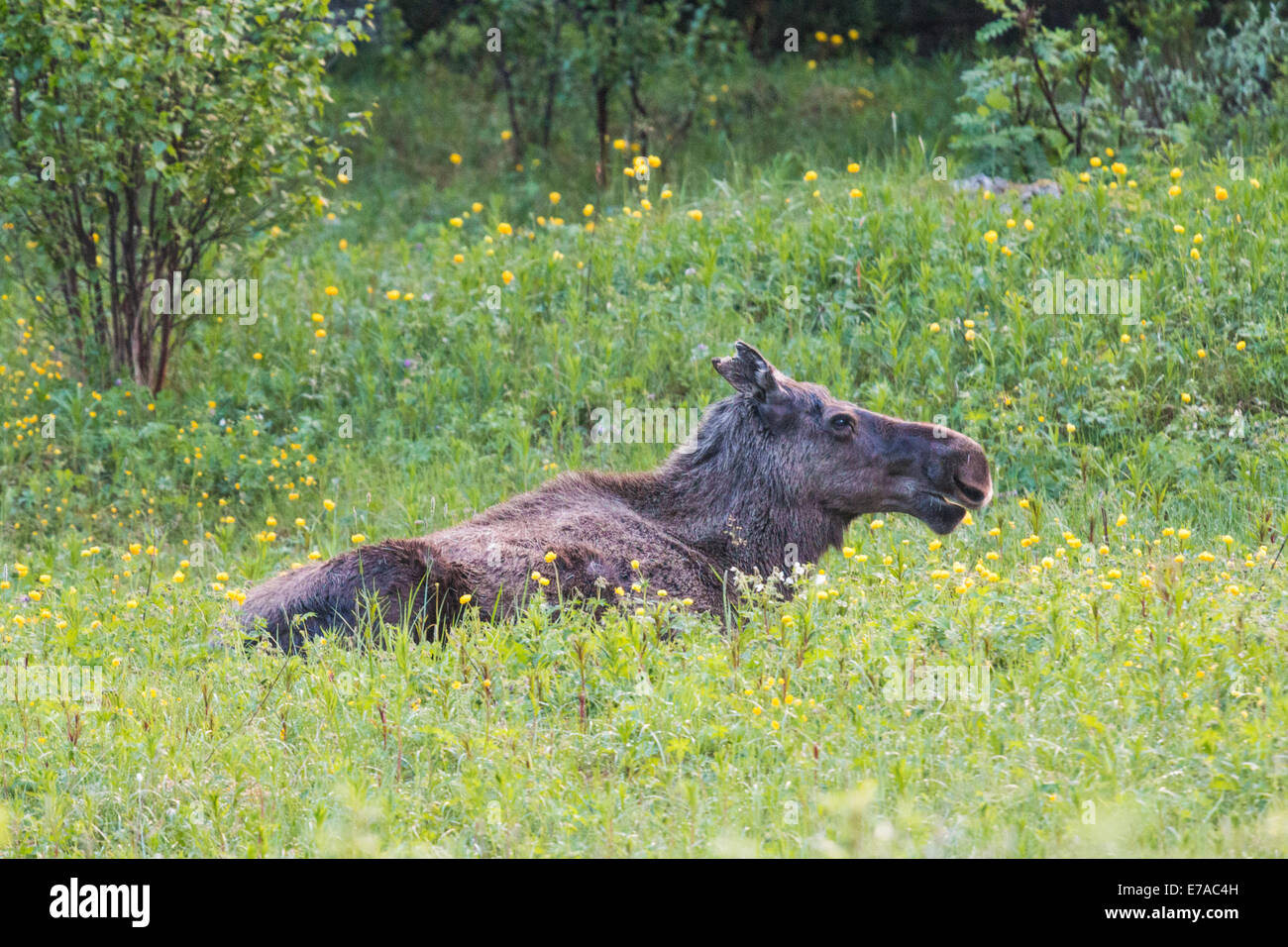 Moose lying down hi-res stock photography and images - Alamy