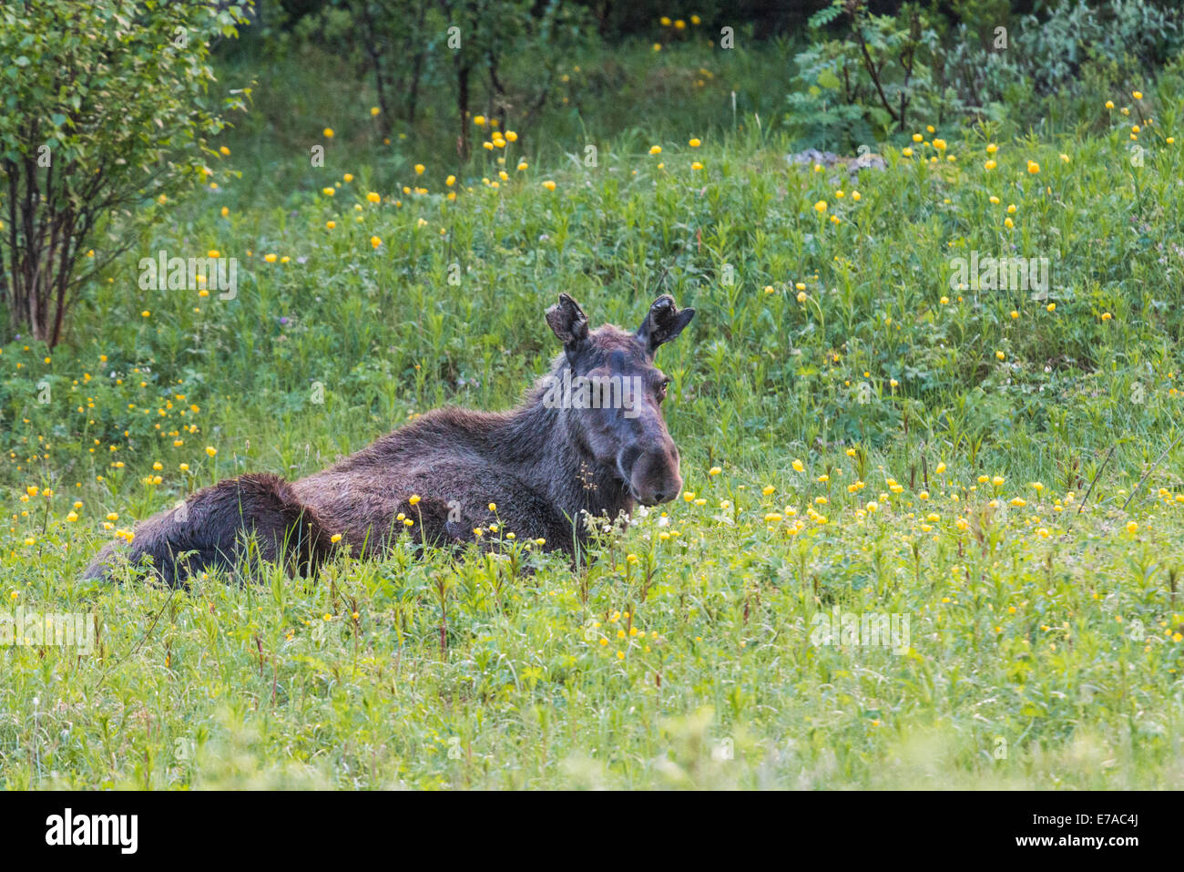 Moose lying down hi-res stock photography and images - Alamy