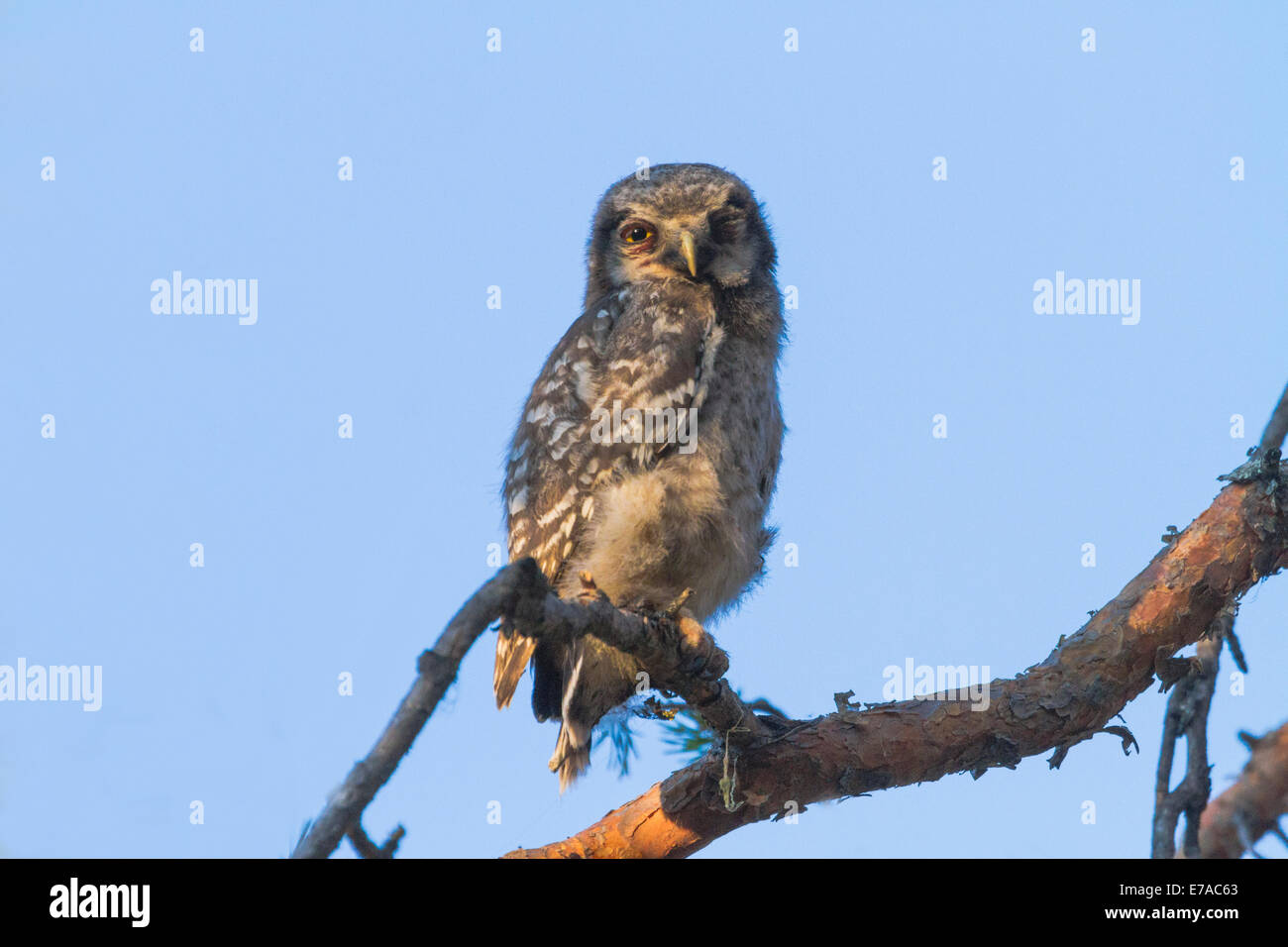 Juvenile Northern hawk-owl, Surnia ulula sitting in a pine tree looking ...