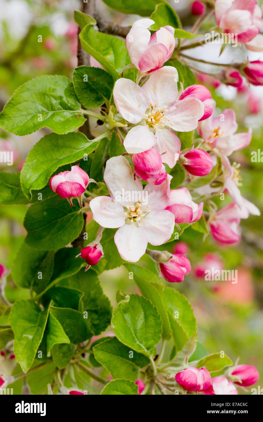 Portrait of apple tree flowers Stock Photo - Alamy