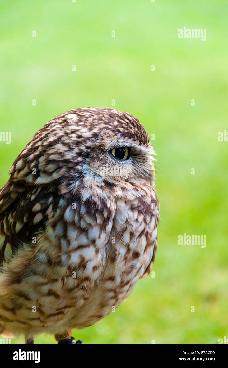 Close up portrait of little Owl against green background Stock Photo ...