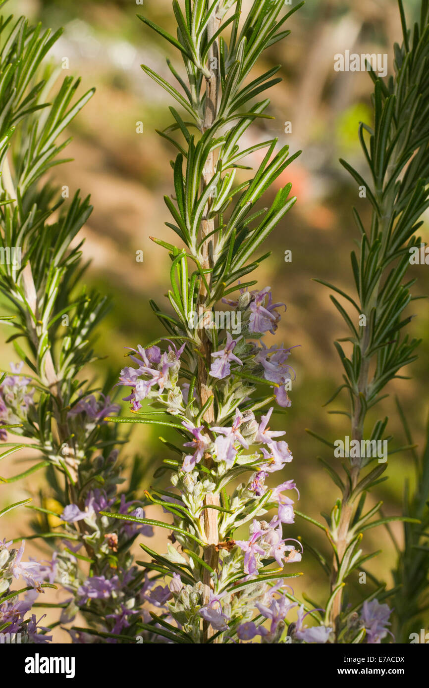 Rosemary stems hi-res stock photography and images - Alamy