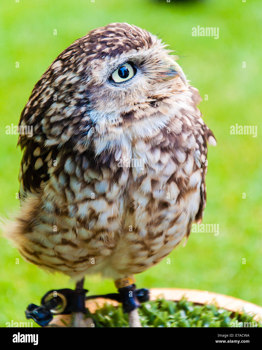 Close up portrait of little Owl against green background Stock Photo ...
