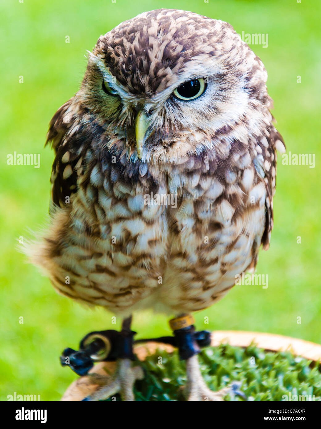 Close up portrait of little Owl against green background Stock Photo ...