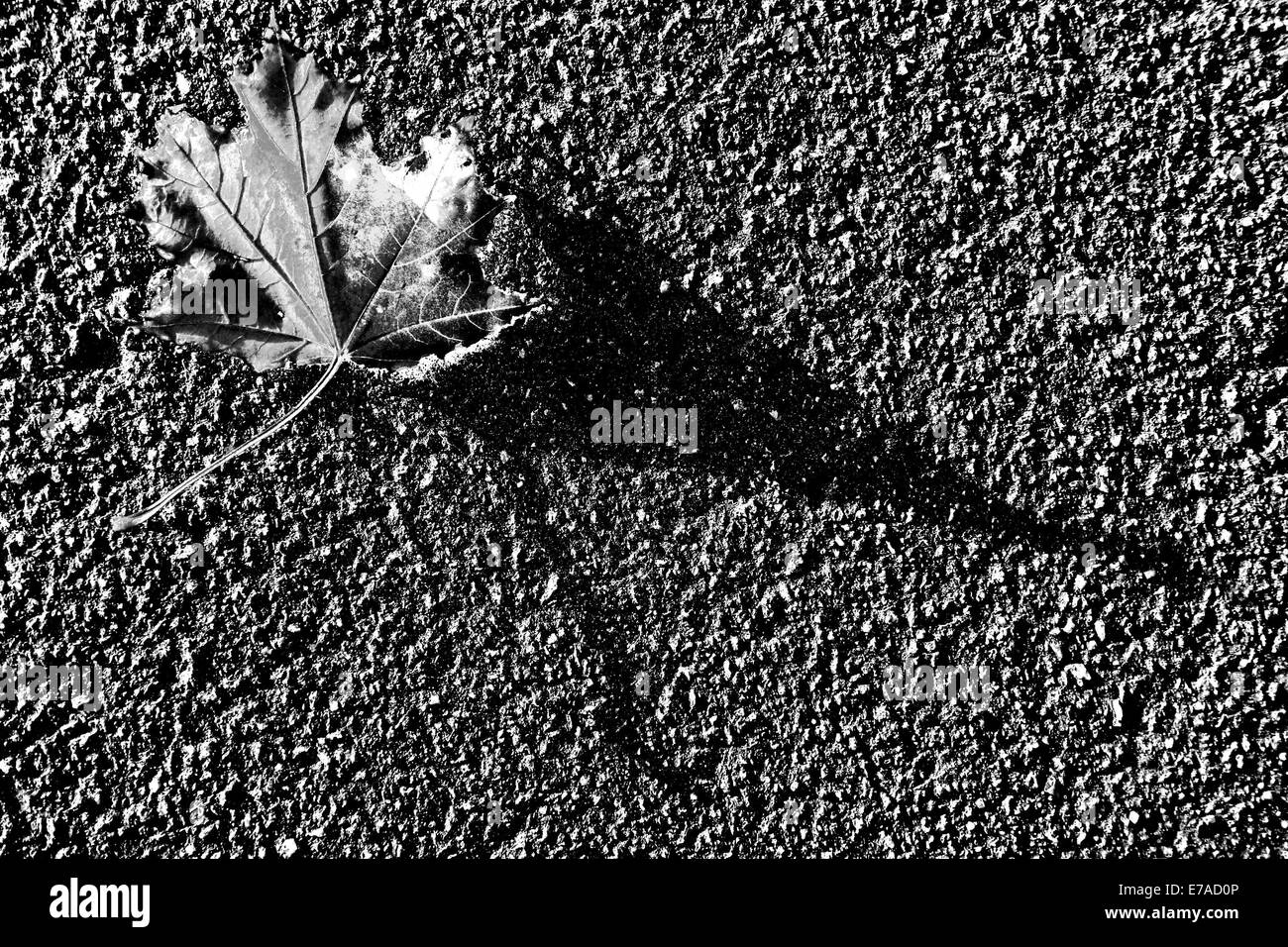 Maple leaf and shadows on asphalt Stock Photo - Alamy