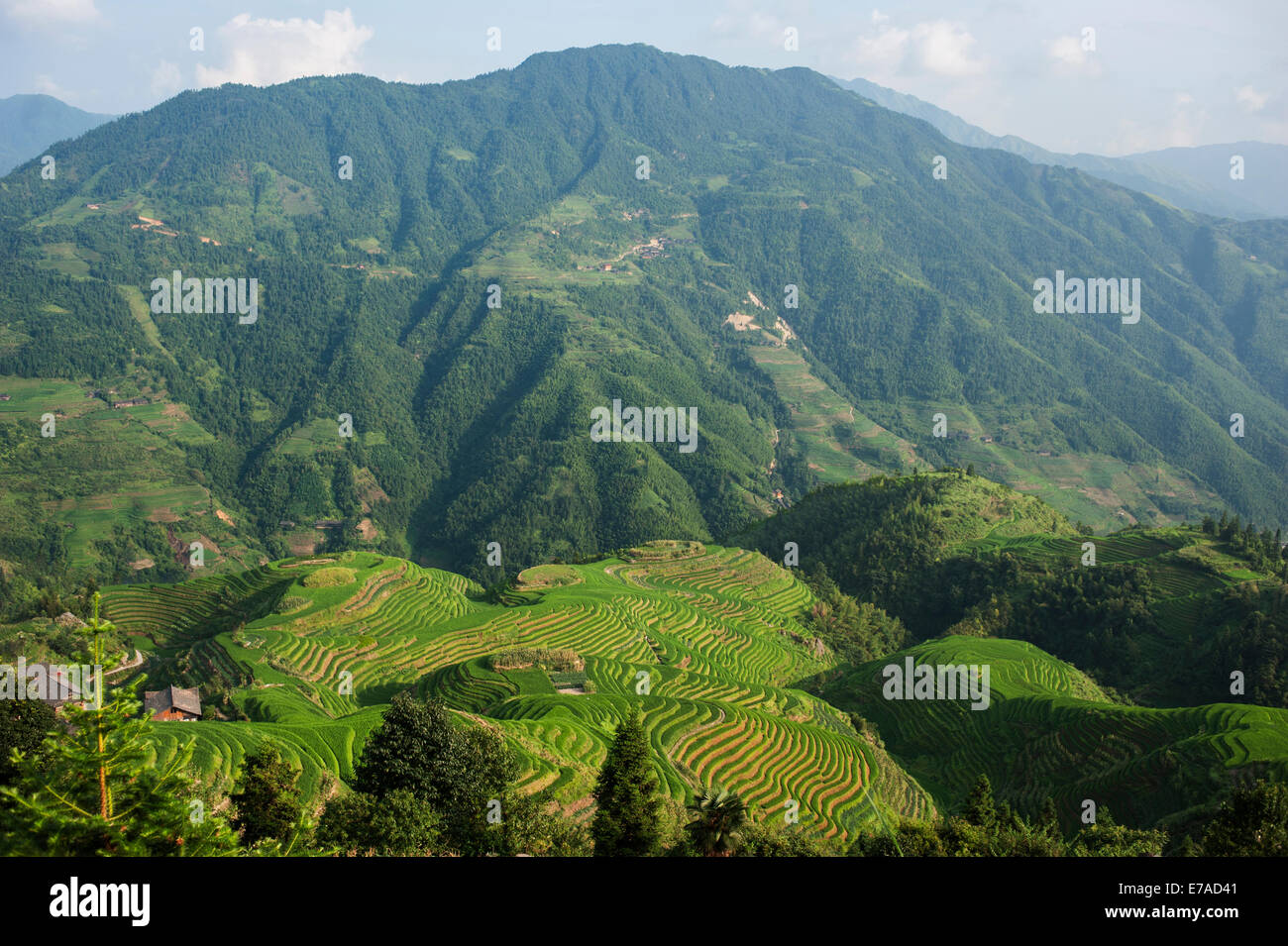 Longji (Dragon's Backbone) Terraced Rice Fields, China Stock Photo - Alamy