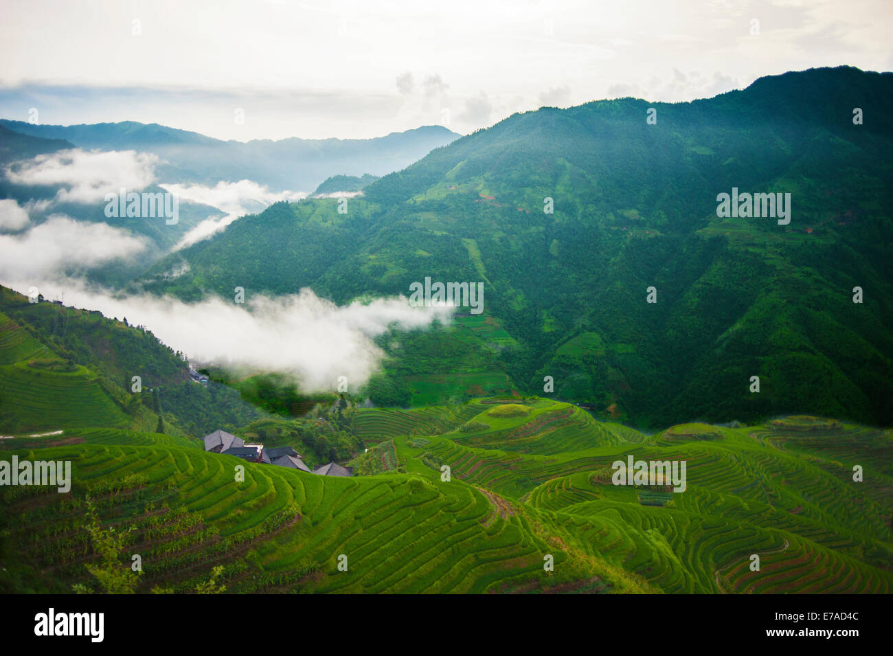 Longji (Dragon's Backbone) Terraced Rice Fields, China Stock Photo - Alamy