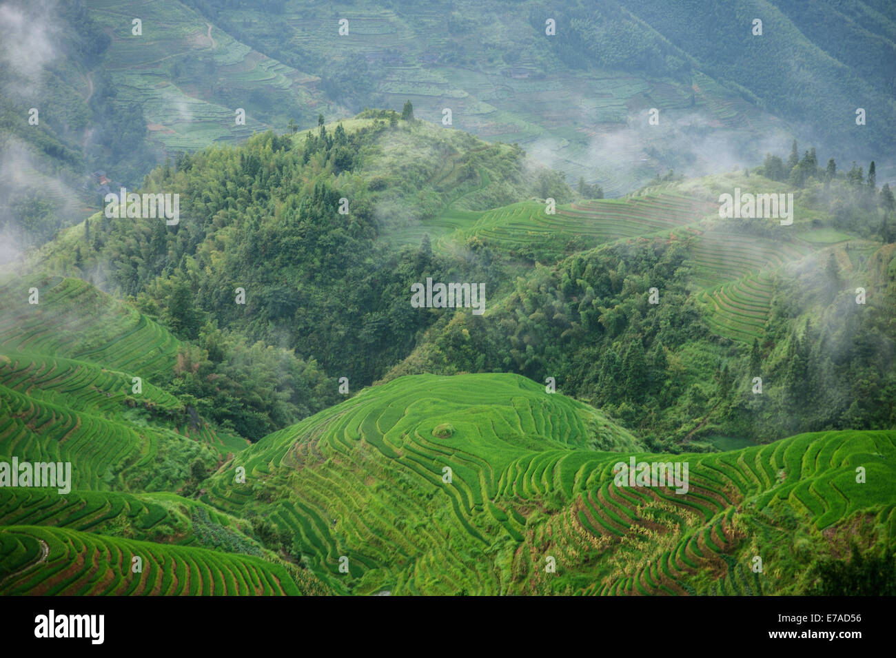 Longji (Dragon's Backbone) Terraced Rice Fields, China Stock Photo - Alamy