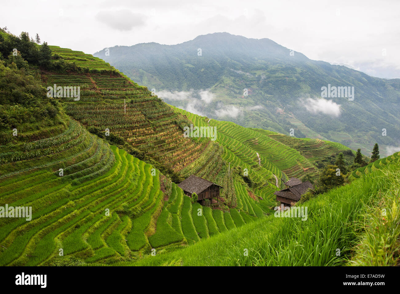 Longji (Dragon's Backbone) Terraced Rice Fields, China Stock Photo - Alamy