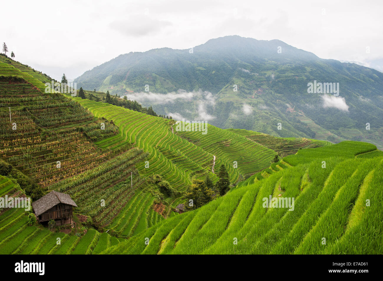 Longji (Dragon's Backbone) Terraced Rice Fields, China Stock Photo - Alamy