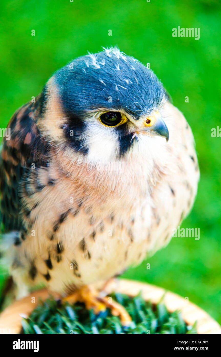 Close up portrait of small hawk against green background Stock Photo ...