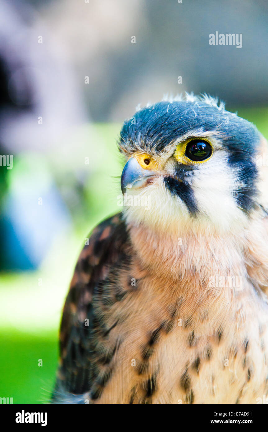 Close up portrait of small hawk against green background Stock Photo ...