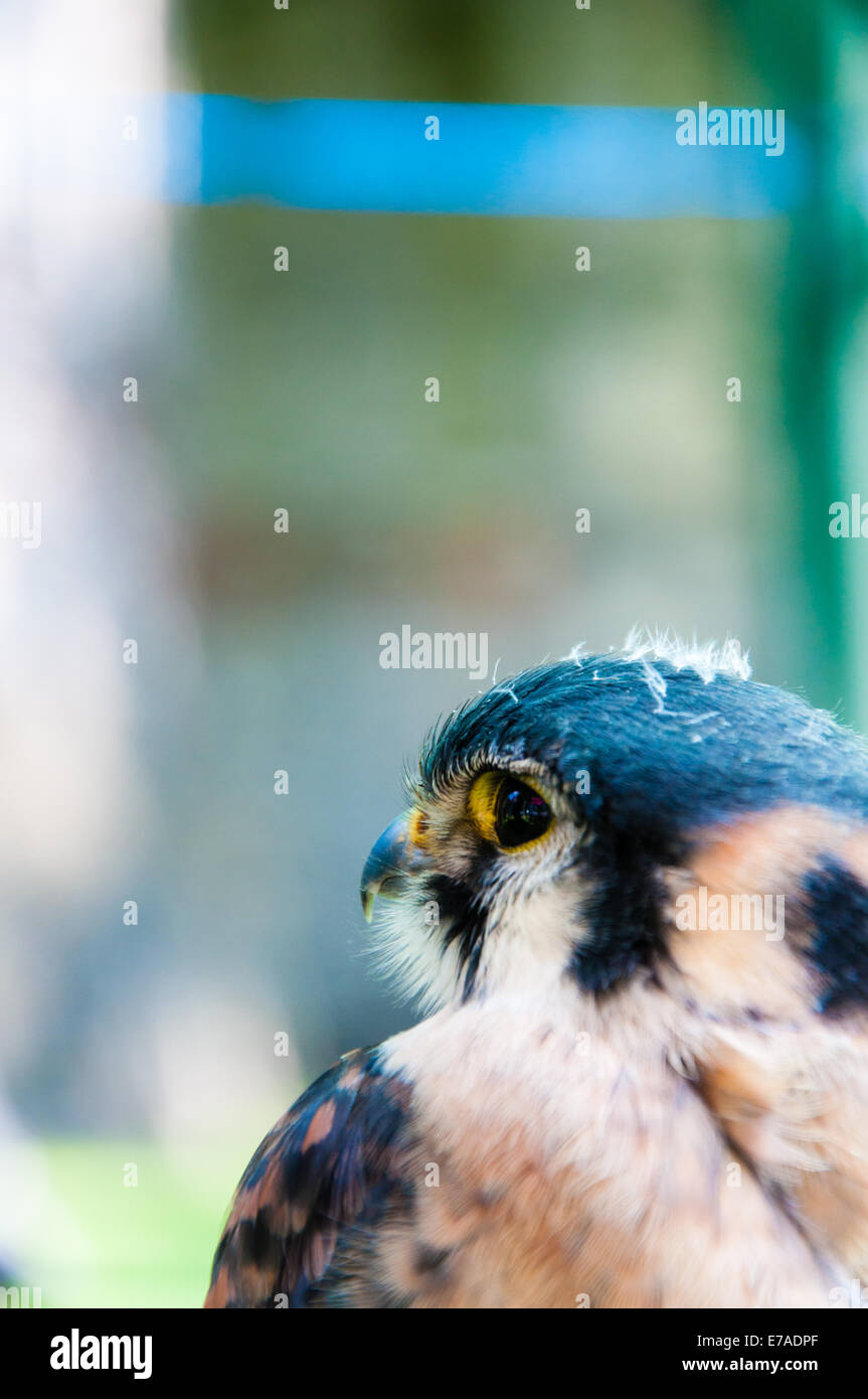 Close up portrait of small hawk against green background Stock Photo ...
