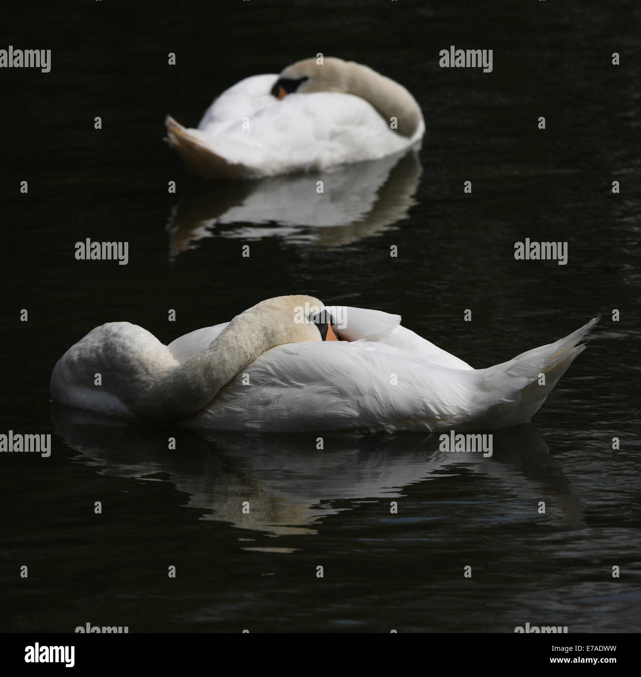 Sleeping mute swans hi-res stock photography and images - Alamy