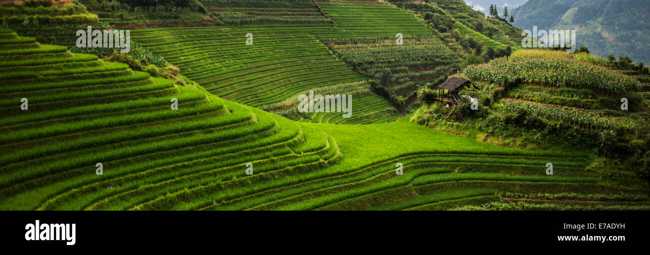 Longji (Dragon's Backbone) Terraced Rice Fields, China Stock Photo - Alamy