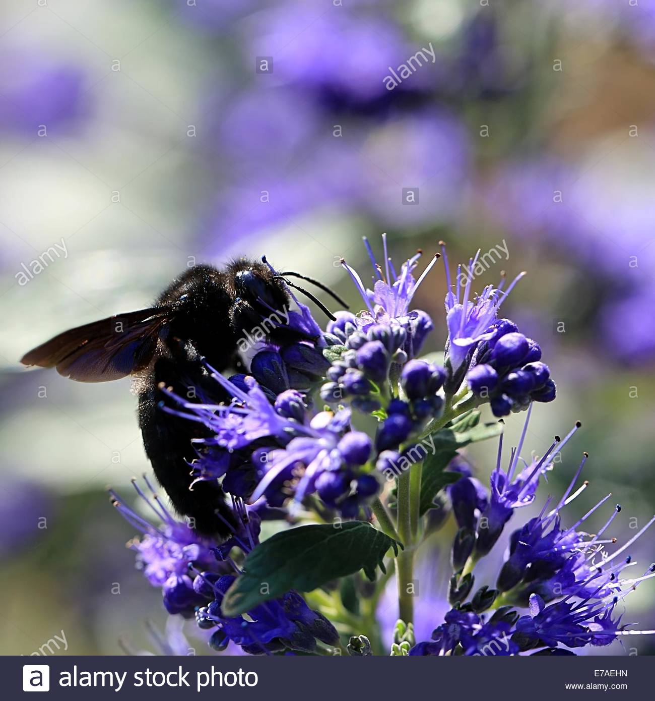VIOLET CARPENTER BEE ON BLUE SPIREA FLOWERS, in South West France Stock ...