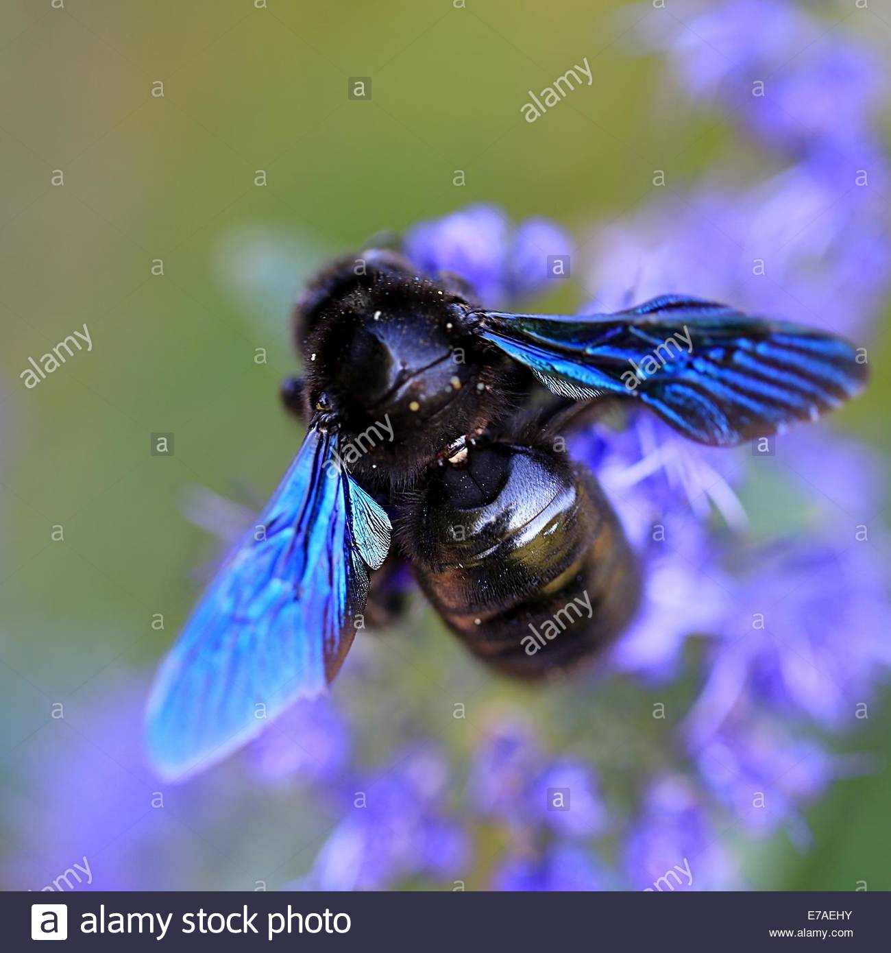VIOLET CARPENTER BEE ON BLUE SPIREA FLOWERS, in South West France Stock Photo - Alamy