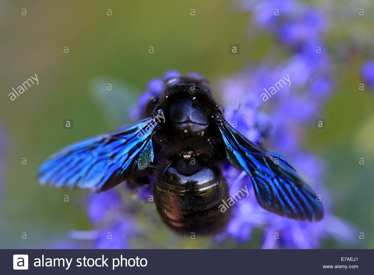 Carpenter bee lavender flower hi-res stock photography and images - Alamy