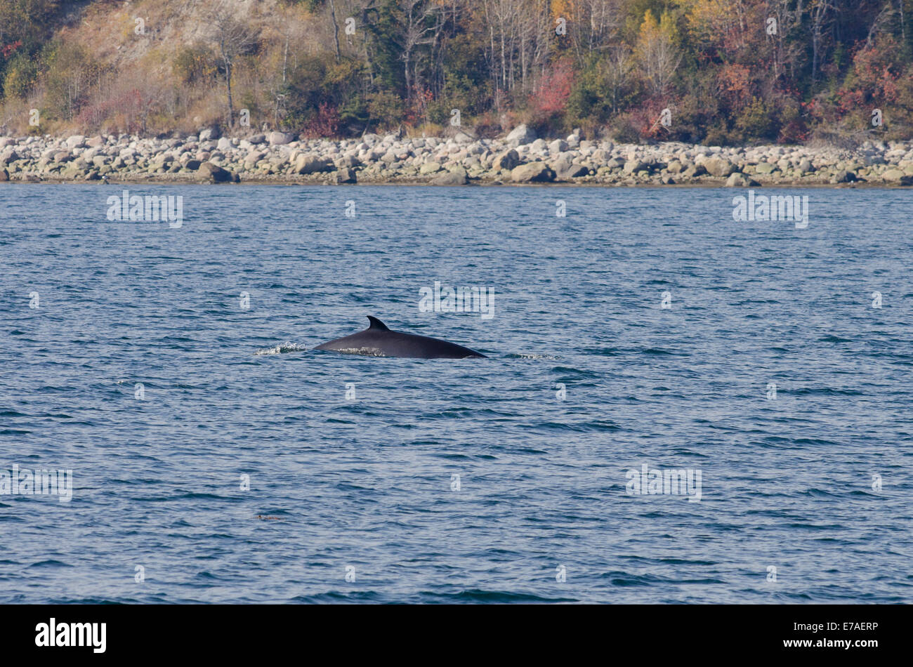 Fin whale finback whale razorback hi-res stock photography and images ...