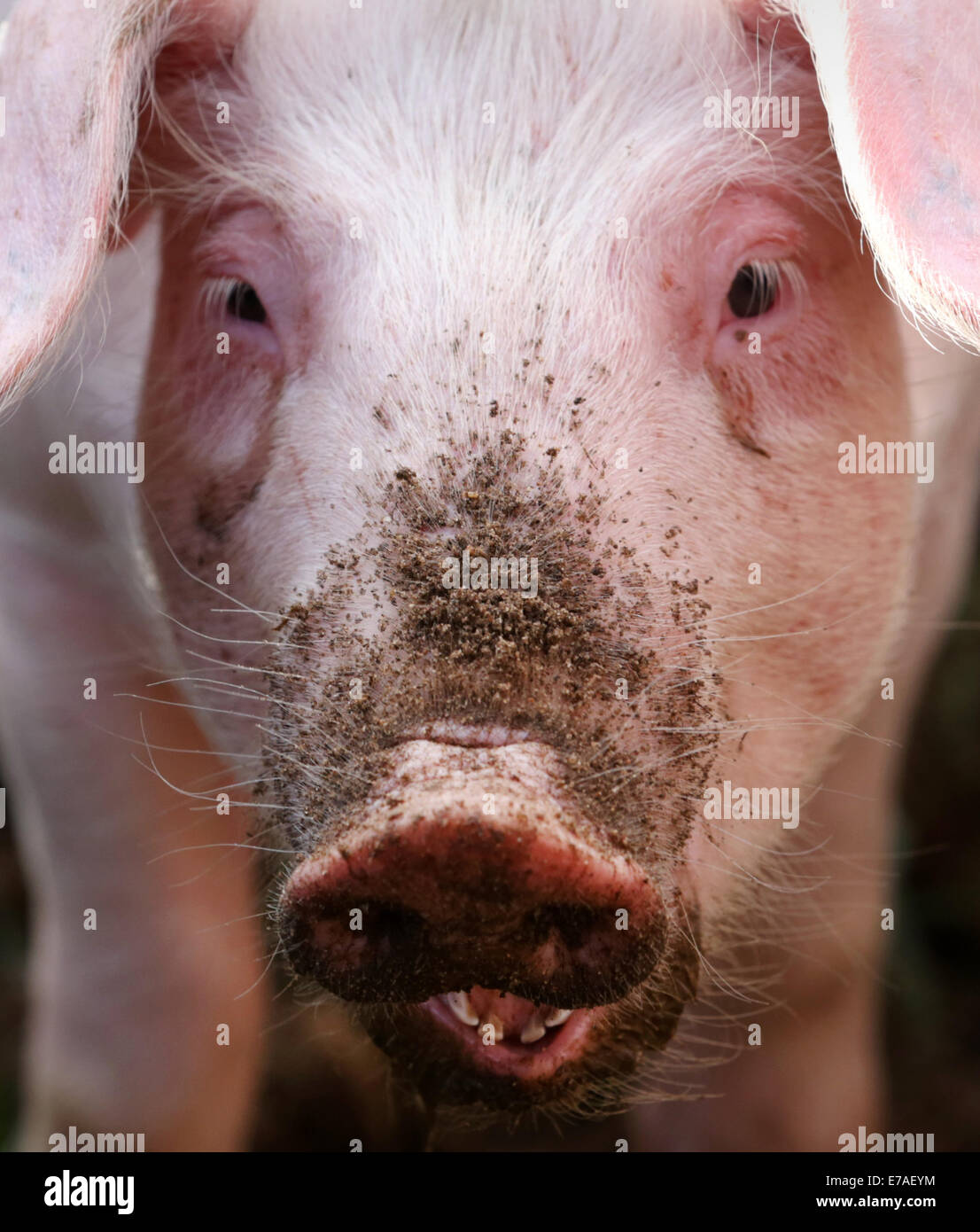 Muehlengeez, Germany. 11th Sep, 2014. Pigs are presented for the animal ...