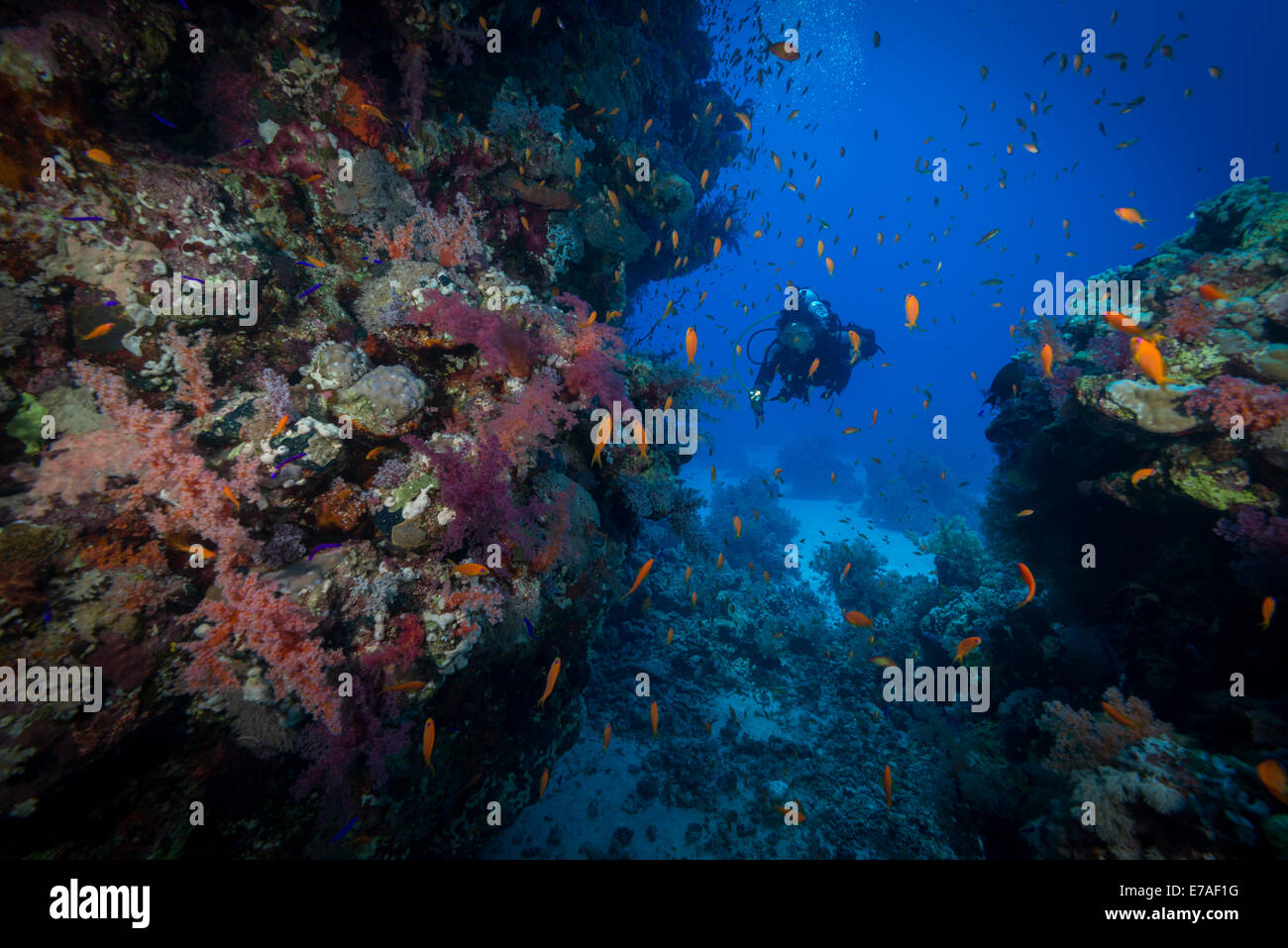 Scuba diving egypts red sea hi-res stock photography and images - Alamy