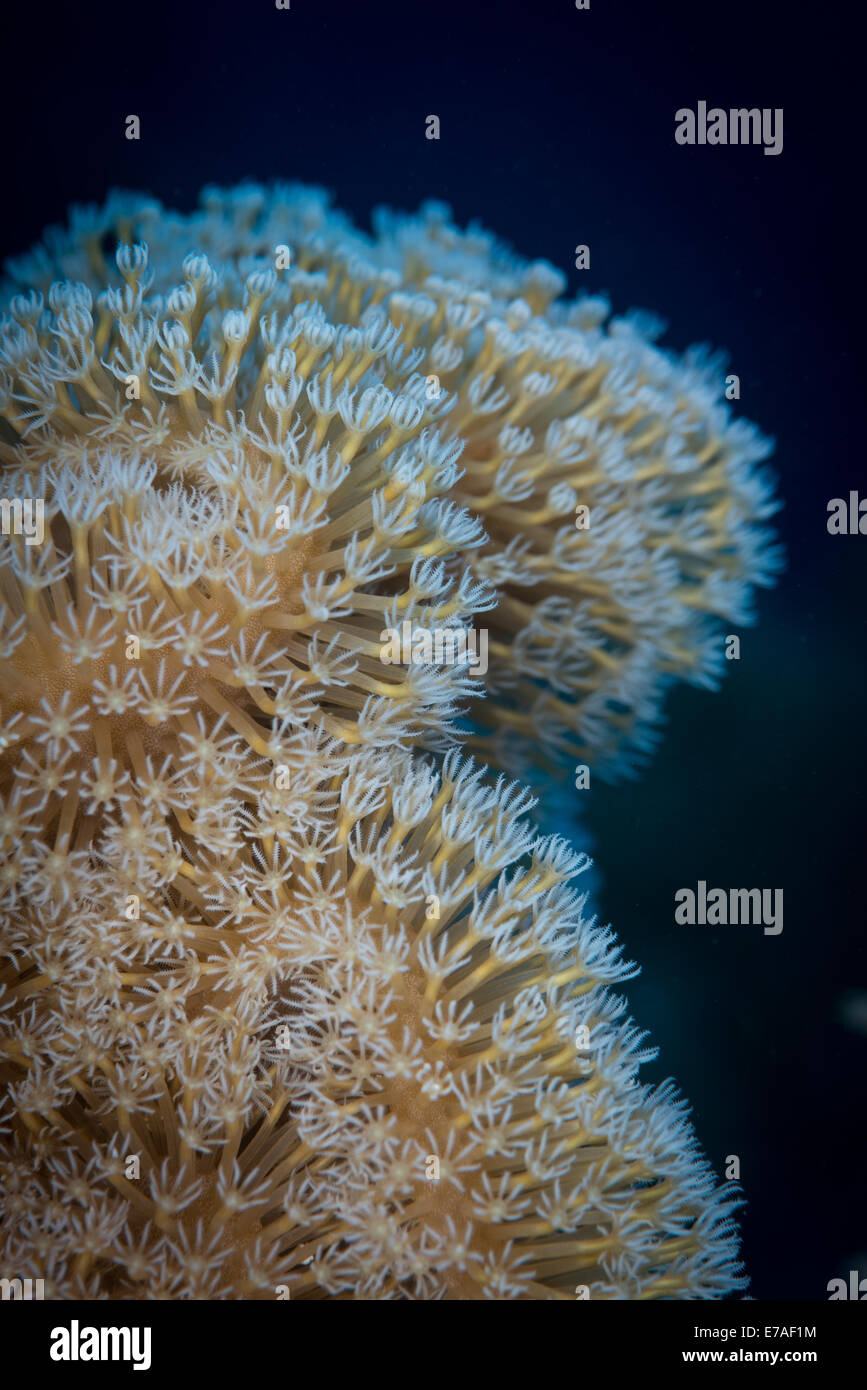 Coral feeding polyps hi-res stock photography and images - Alamy