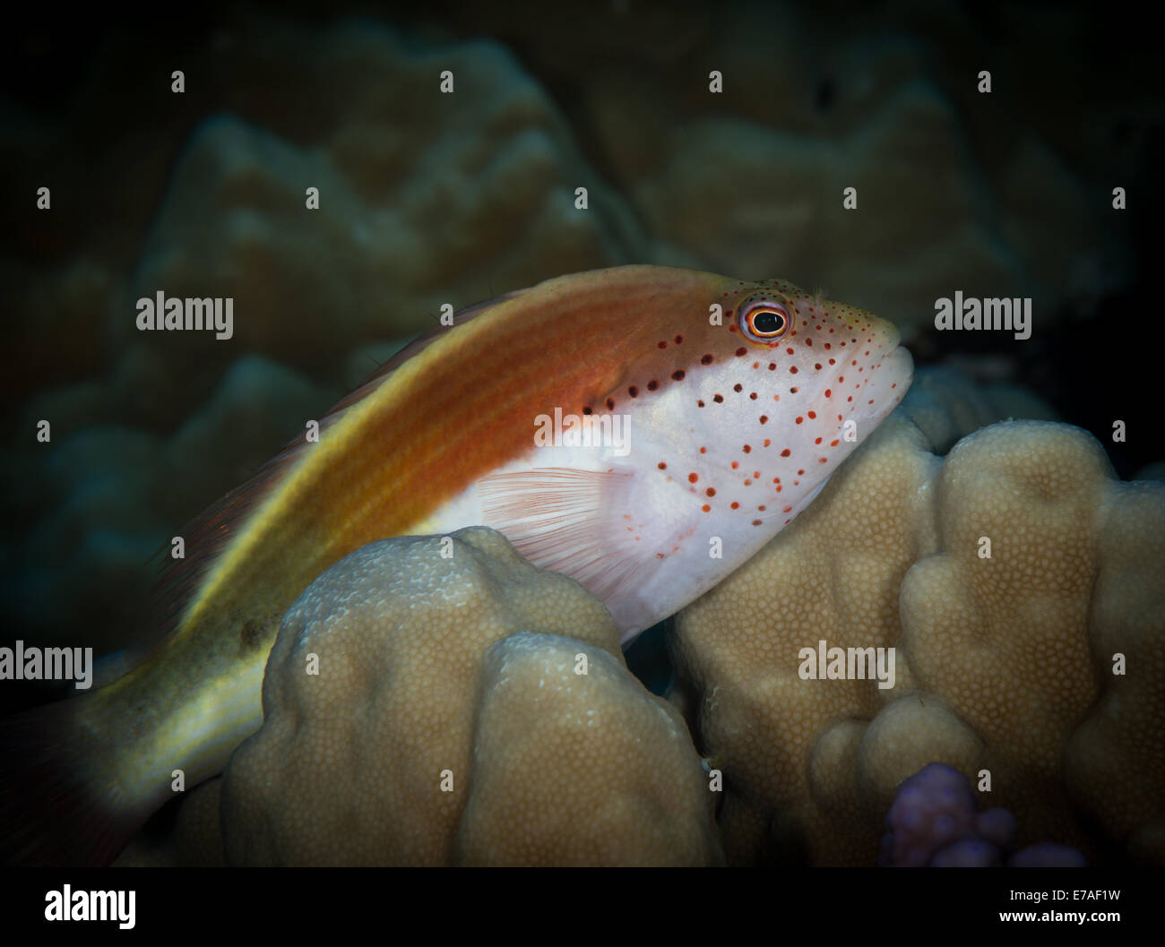 Freckled hawkfish watches life on Dangerous Reef, Red Sea, Egypt Stock ...