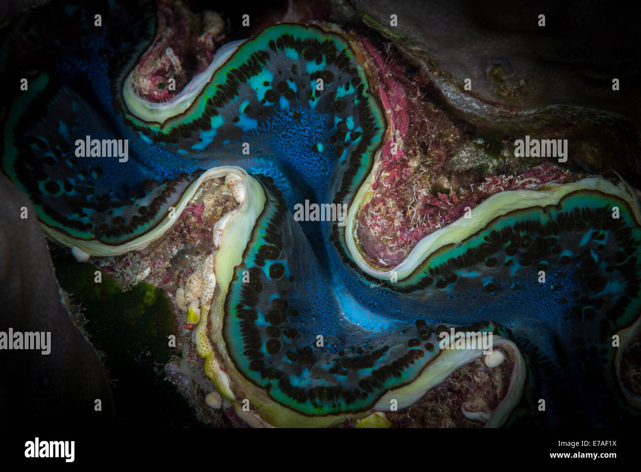Mollusca coral reef giant clam hi-res stock photography and images - Alamy