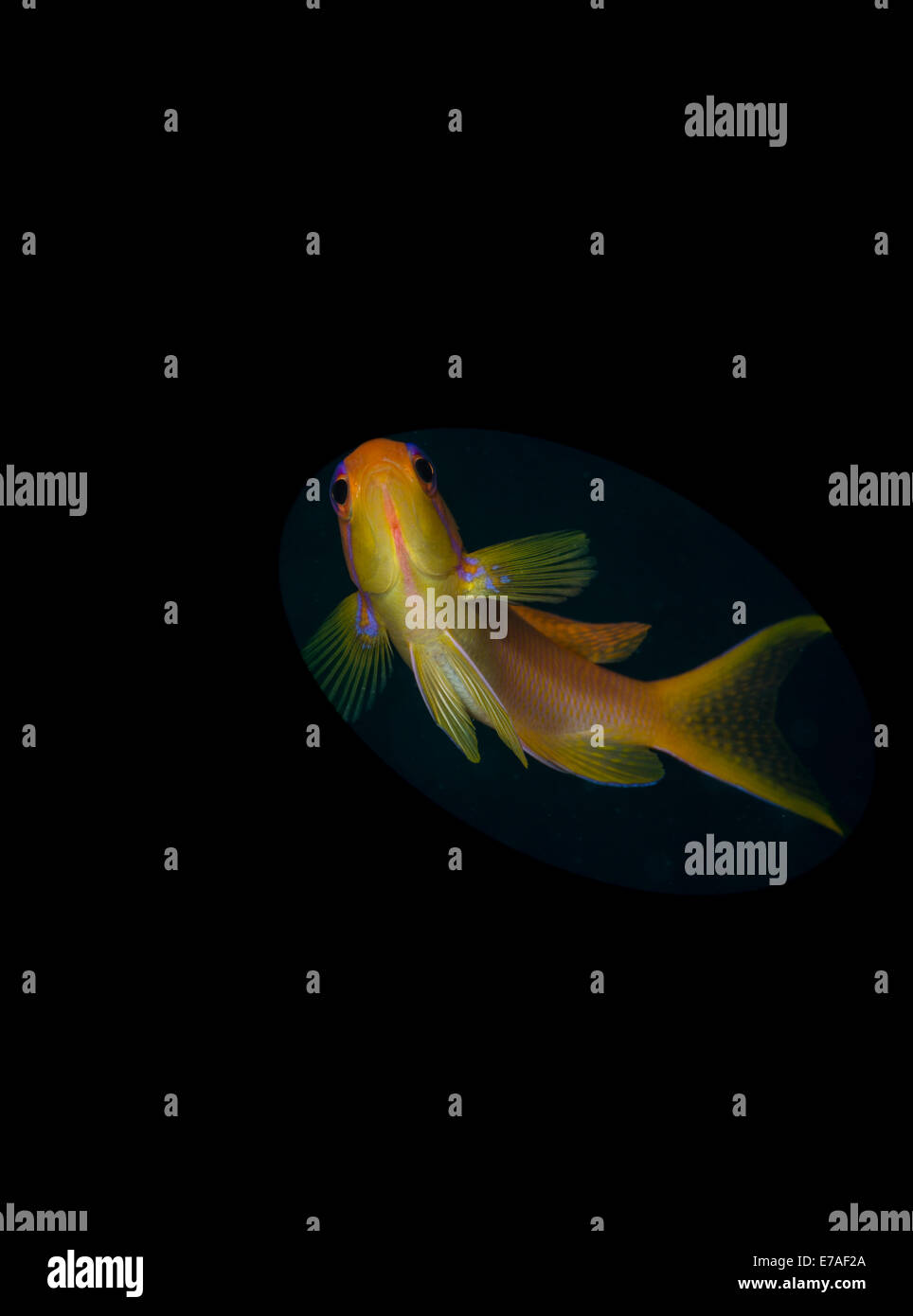 Red sea basslet hi-res stock photography and images - Alamy