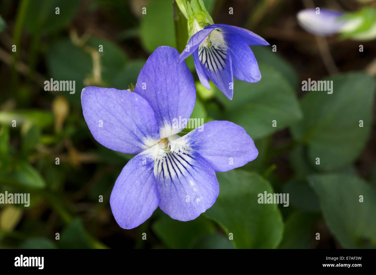 Common dog-violet (Viola riviniana), Tyrol, Austria Stock Photo - Alamy