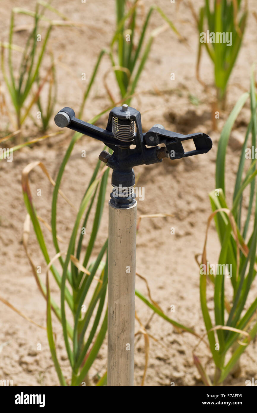 Onion irrigation field hi-res stock photography and images - Alamy
