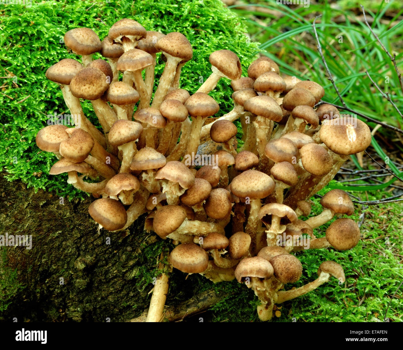 Kuehneromyces mutabilis fungi hi-res stock photography and images - Alamy