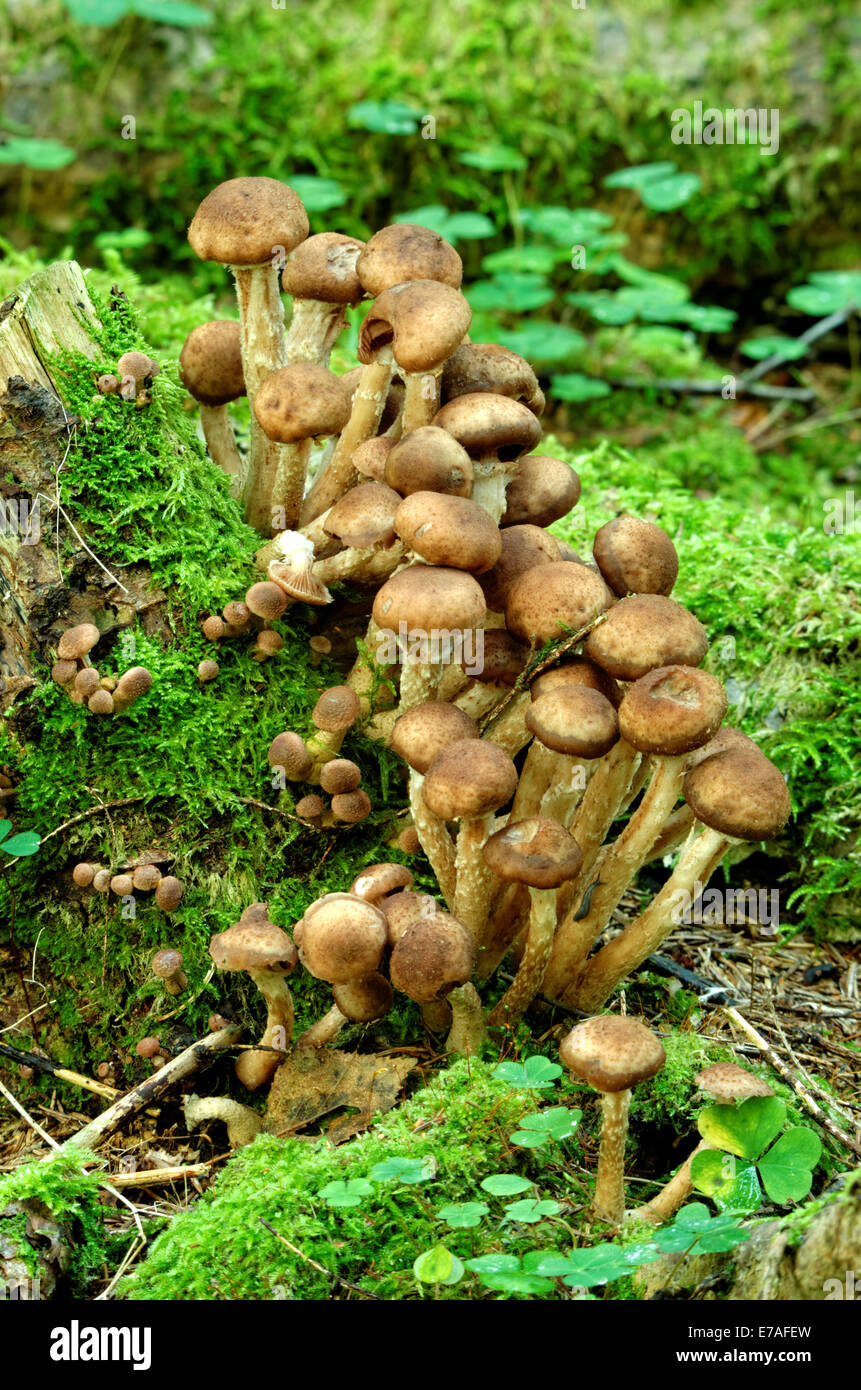 Kuehneromyces mutabilis (synonym: Pholiota mutabilis), commonly known ...