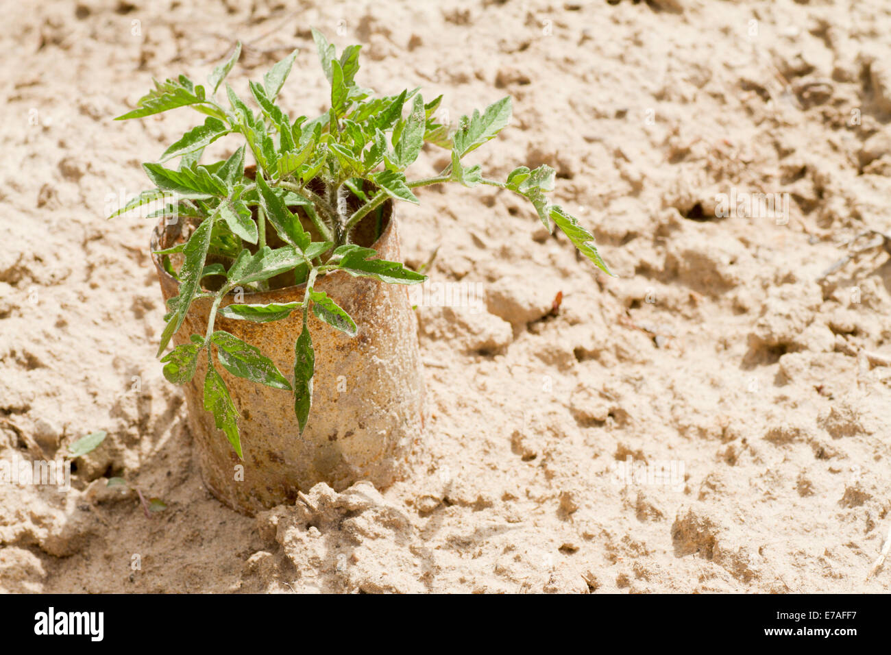 Small tomato plant in prepared soil Stock Photo - Alamy