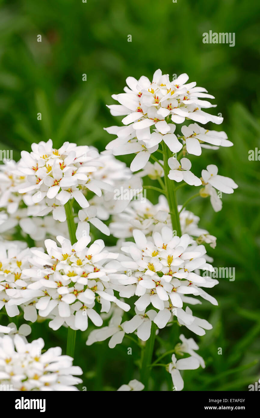 Evergreen Candytuft (Iberis sempervirens), Germany Stock Photo - Alamy