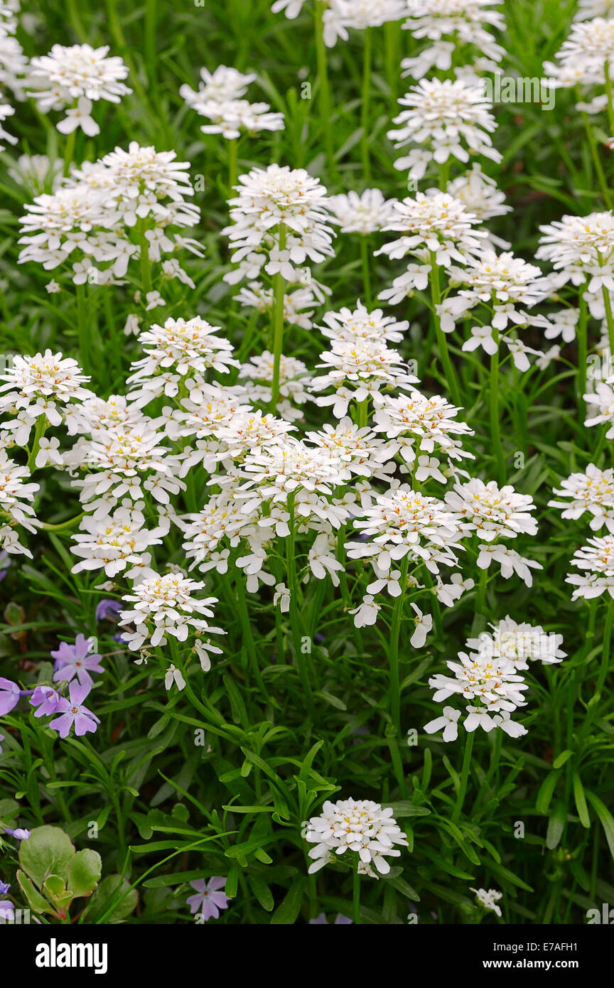 Evergreen Candytuft (Iberis sempervirens), Germany Stock Photo - Alamy