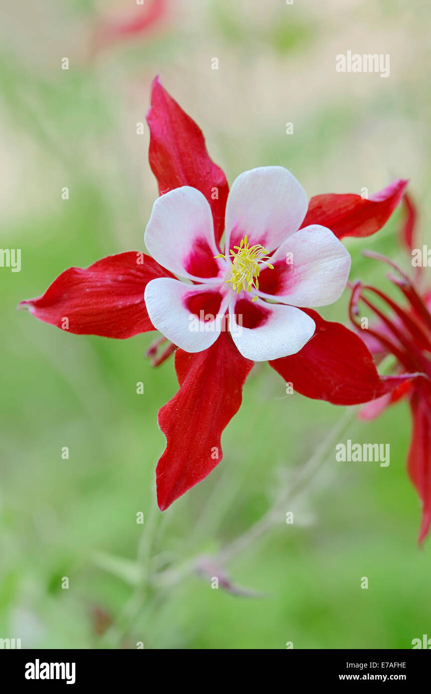 Aquilegia caerulea blue star hi-res stock photography and images - Alamy