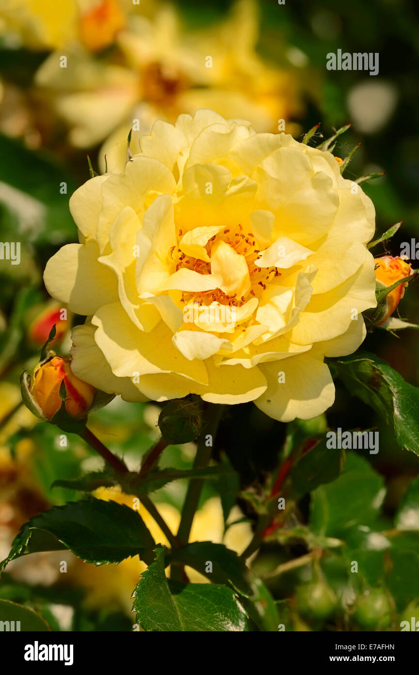 Rose (Rosa spp.), Yellow Angel variety, blossom, Germany Stock Photo ...