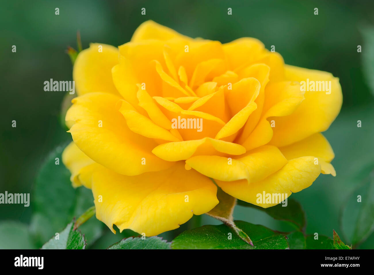 Rose rosa spp hi-res stock photography and images - Alamy