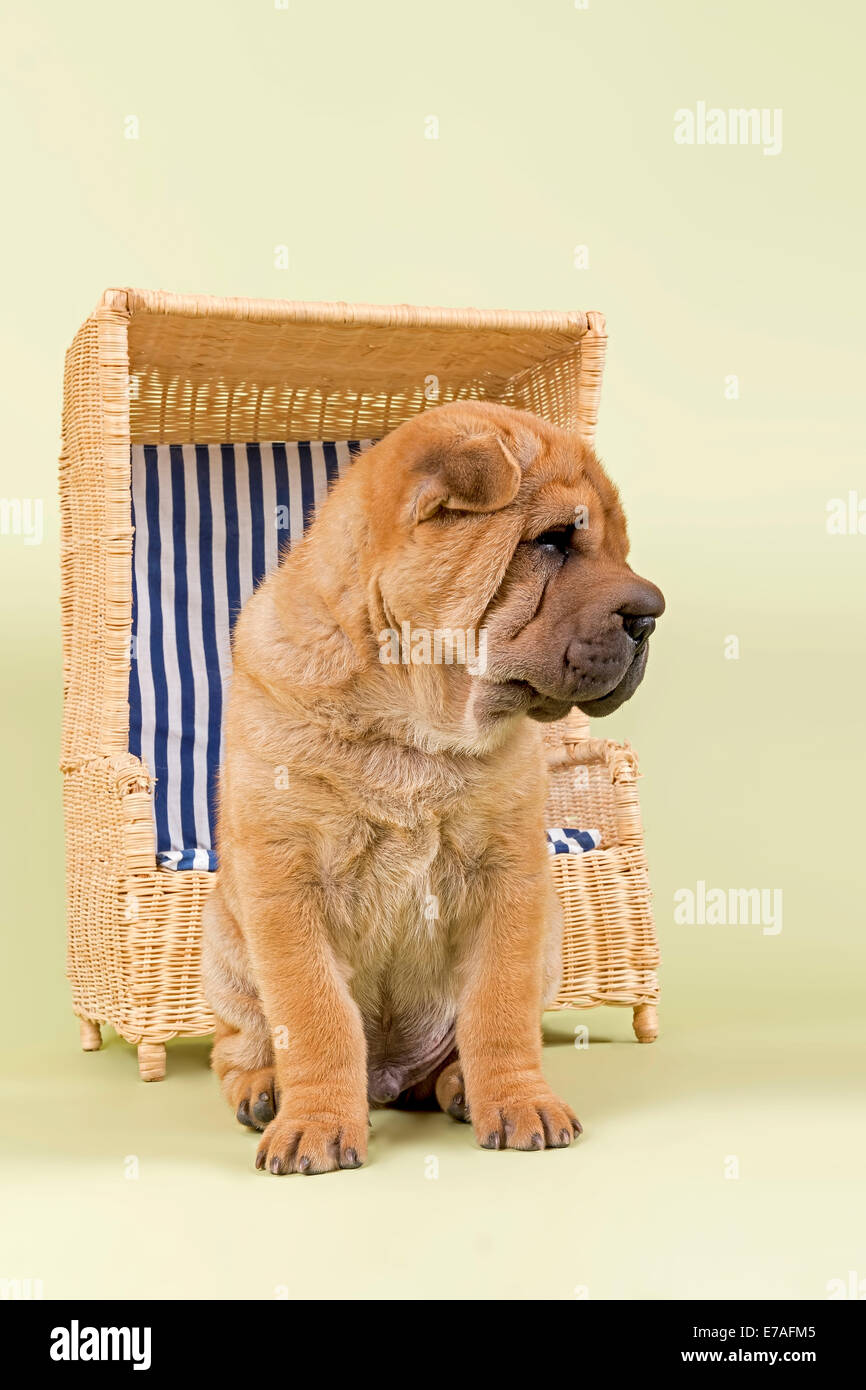 Shar Pei puppy, 8 weeks, male, colour red, with a miniature beach chair ...