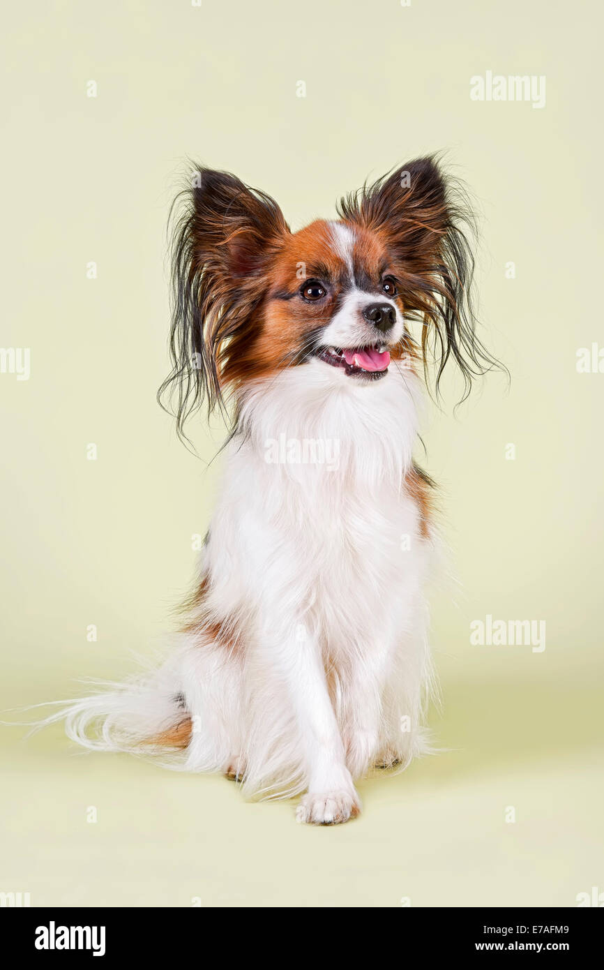 Papillon, male, 18 months, colour White Sable Stock Photo - Alamy