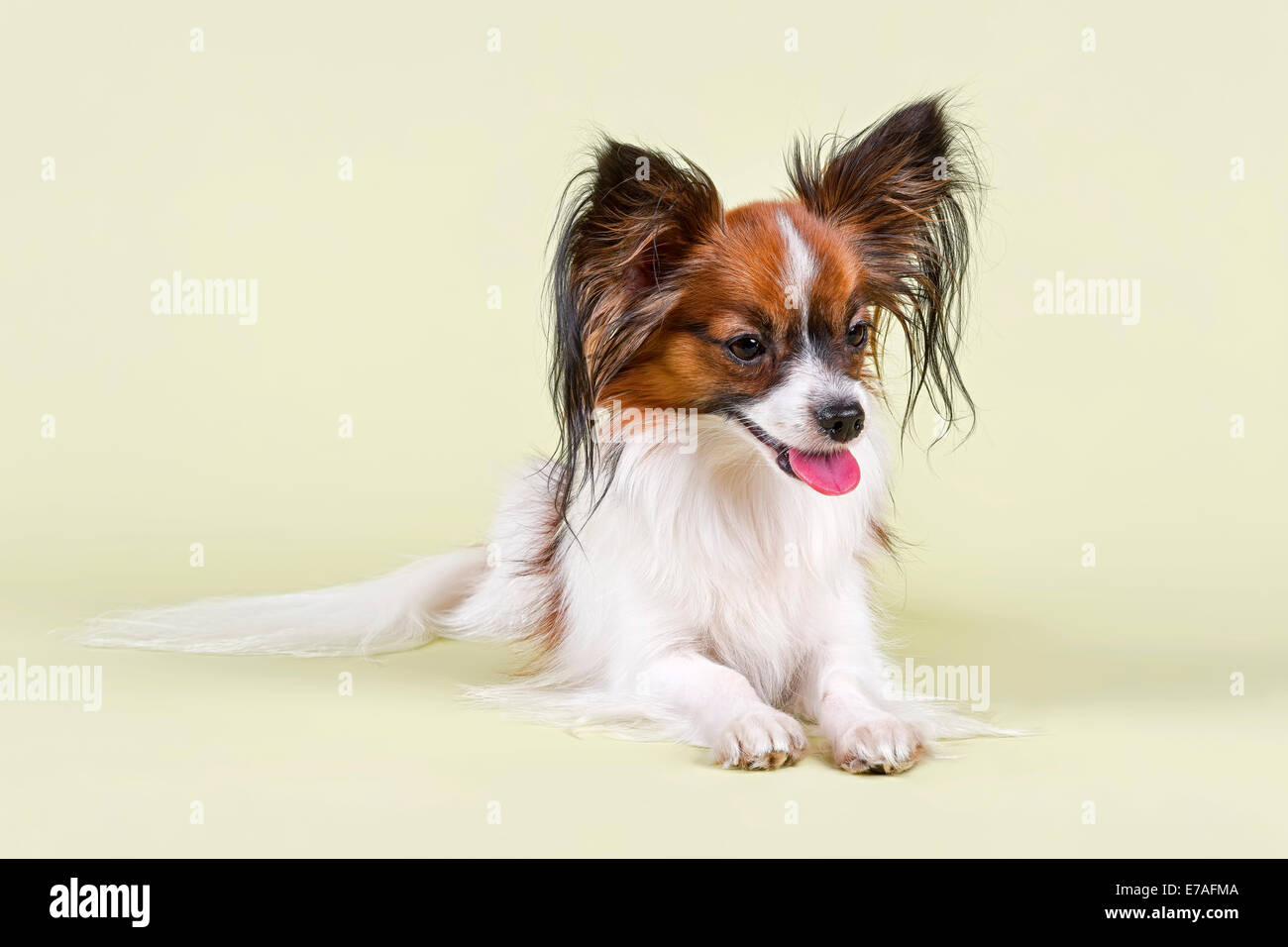 Papillon, male, 18 months, colour White Sable Stock Photo - Alamy