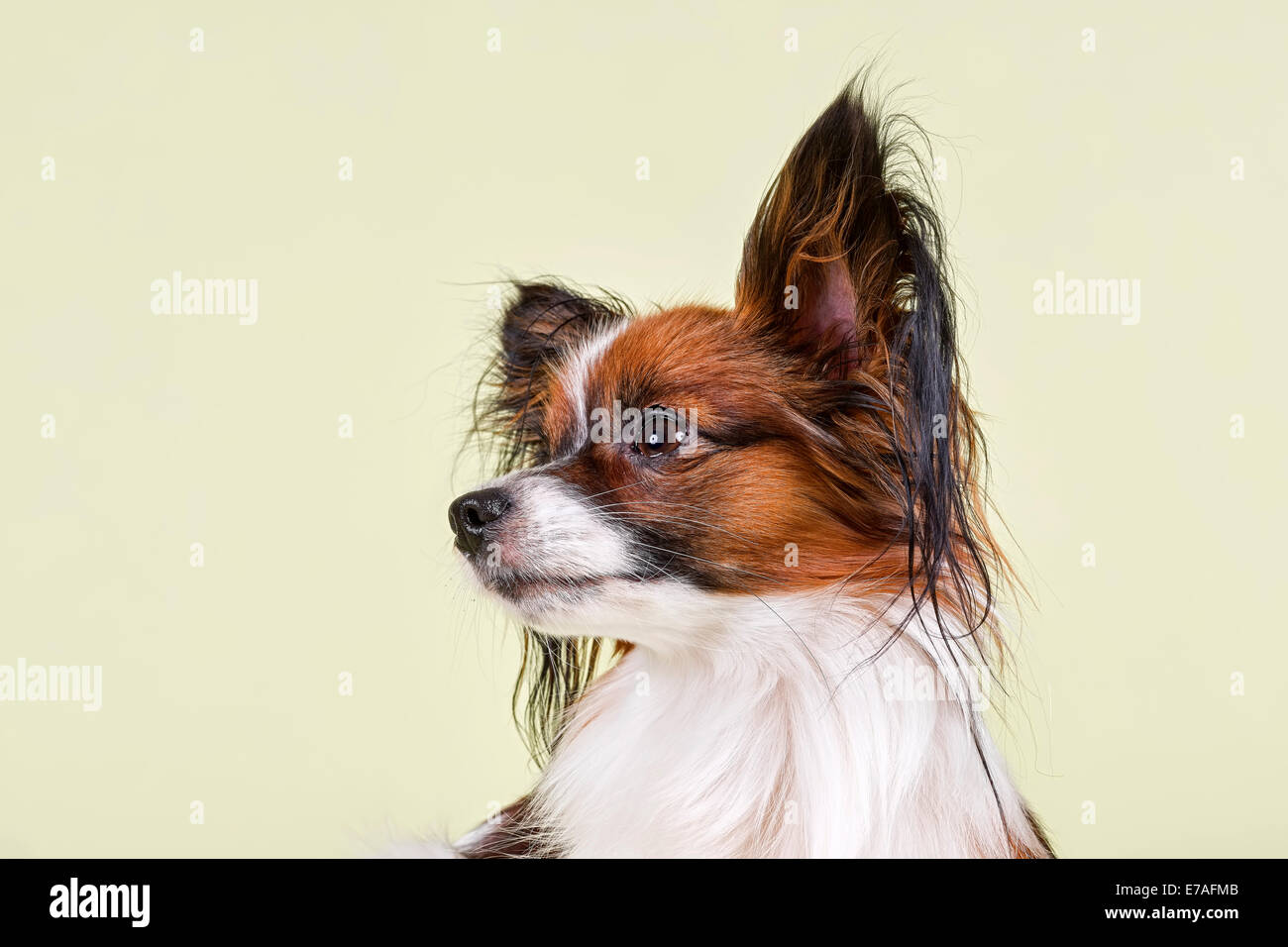 Sable colour hi-res stock photography and images - Alamy