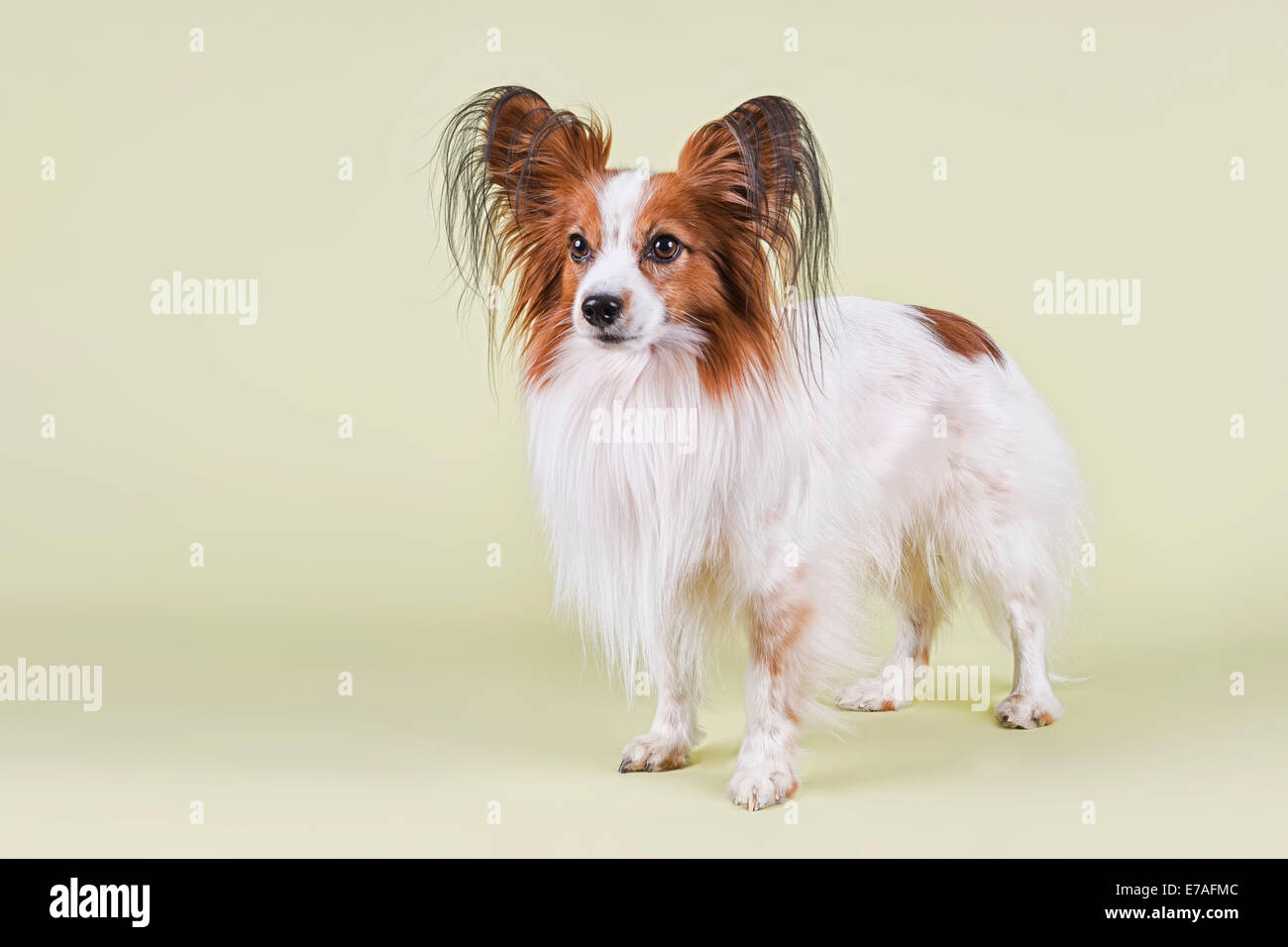 Sable color hi-res stock photography and images - Alamy