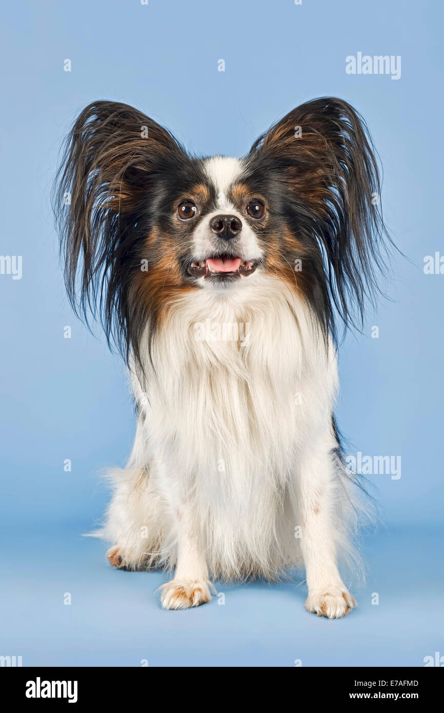 Brown papillon hi-res stock photography and images - Alamy
