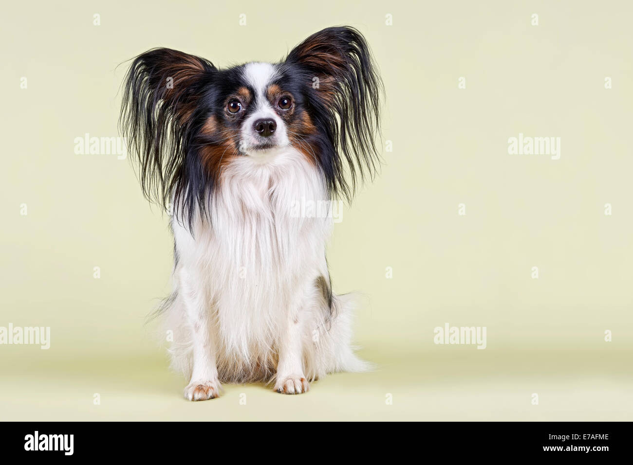 Papillon, male, 4 years, tricolour Stock Photo - Alamy