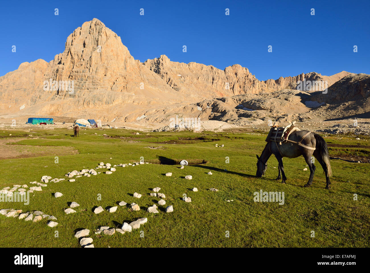 Pack horse grazing near a nomad camp, Yedigöller plateau, High or Anti ...