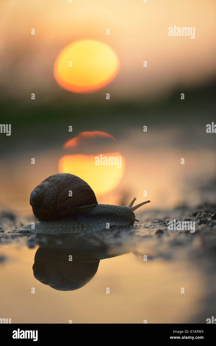 Burgundy Snail (Helix pomatia), crawling between puddles in front of ...